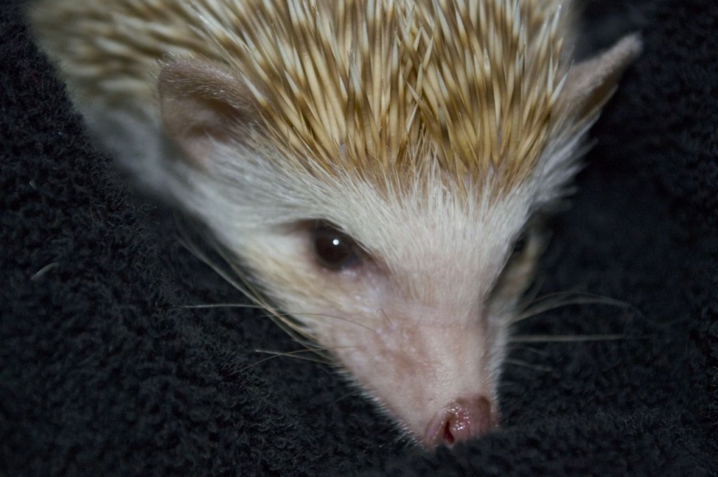 Henry the Hedgehog | Beloved of Beasts