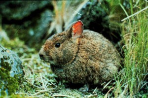 Volcano Rabbit | Beloved of Beasts