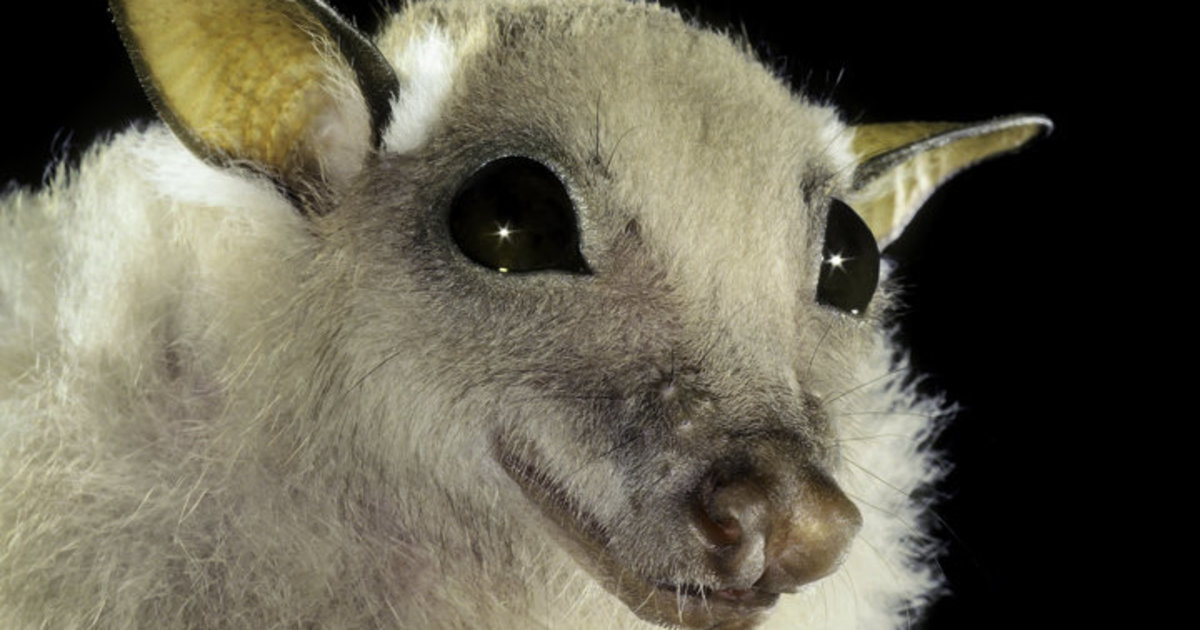 Going Batty | Beloved of Beasts