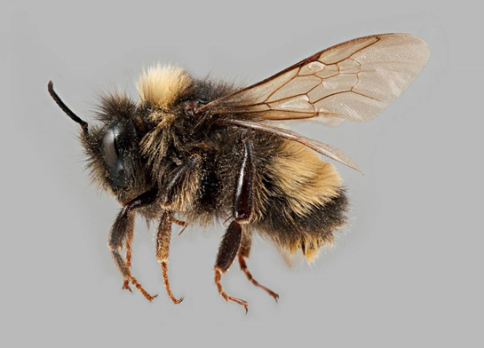 bees | Beloved of Beasts