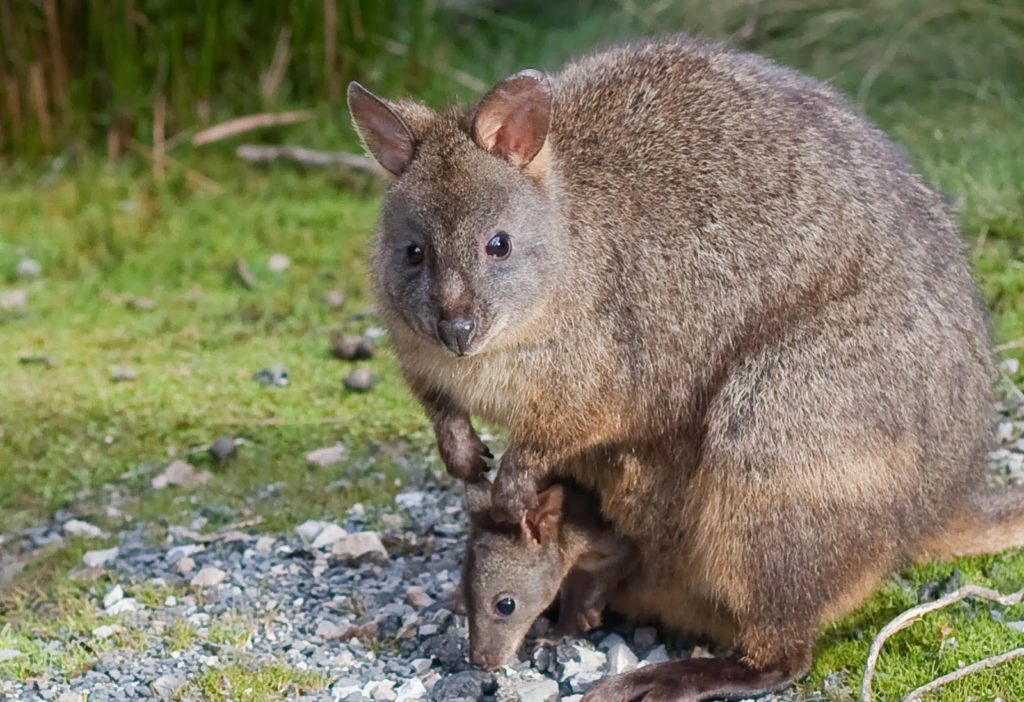 Presenting the Pademelon | Beloved of Beasts