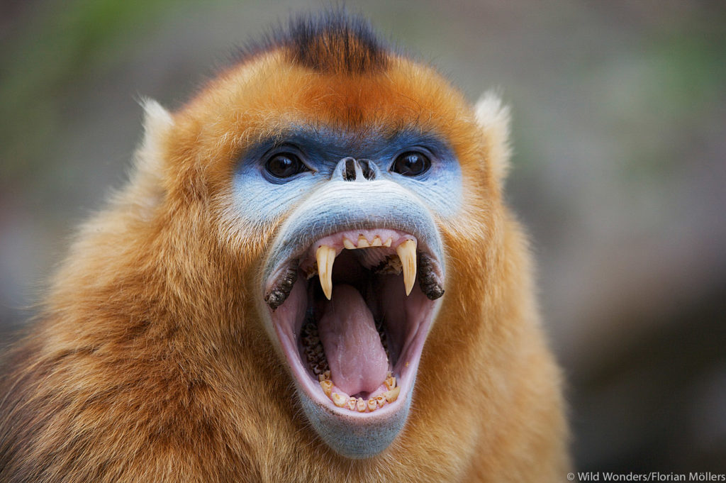 monkey | Beloved of Beasts