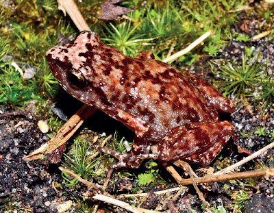 squeaker frog | Beloved of Beasts